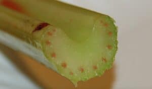 Color Changing Celery - a Simple Science Experiment for Kids