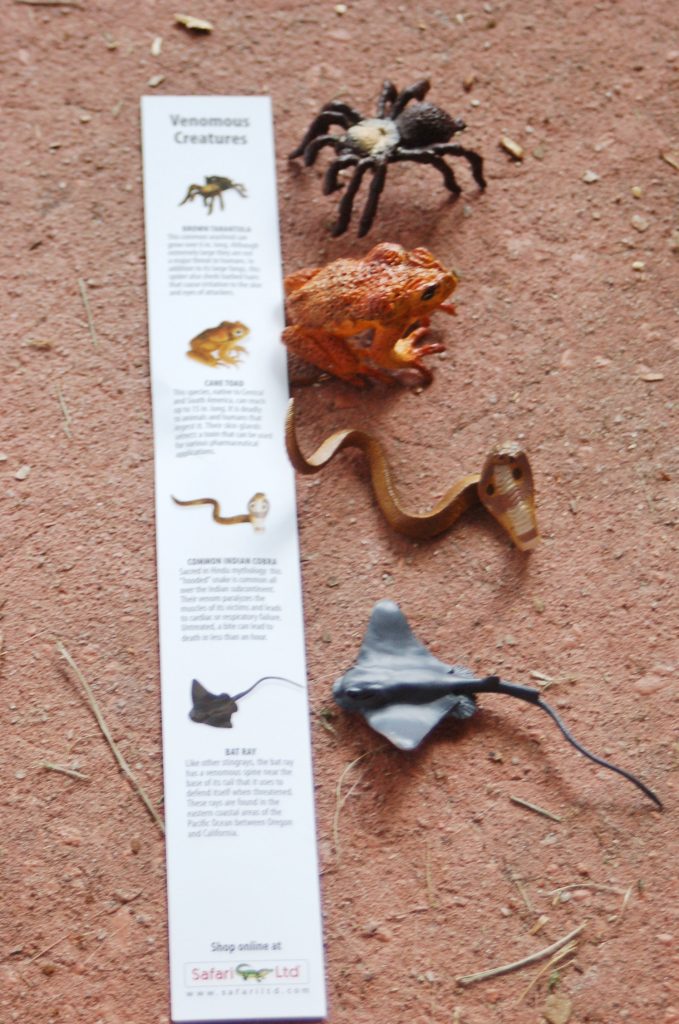 Venomous Creatures & Bugs from Safari Ltd. #Giveaway - Surviving A ...