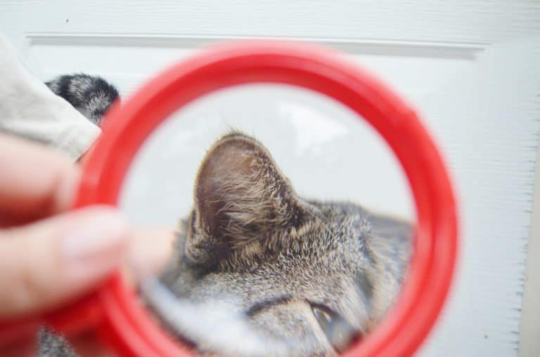 Primary Science Jumbo Magnifiers Review by Learning Resources