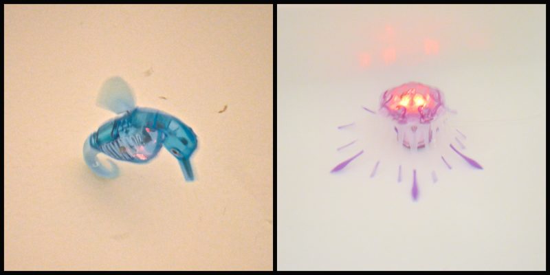 Hexbug AquaBots Jellyfish & Seahorse Review