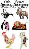 Coolest Science Animal Anatomy Model Kits for Kids: Hands on Learning