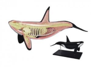 Coolest Science Animal Anatomy Model Kits for Kids: Hands on Learning