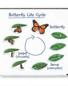 Frog Life Cycle Paper Plate Craft for Kids in Science