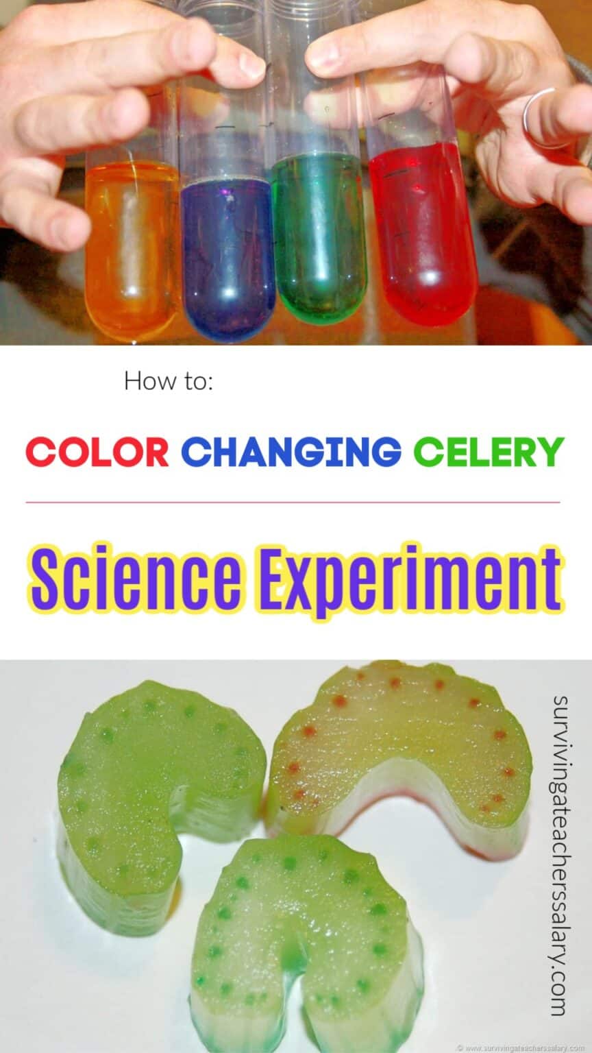 Color Changing Celery - a Simple Science Experiment for Kids