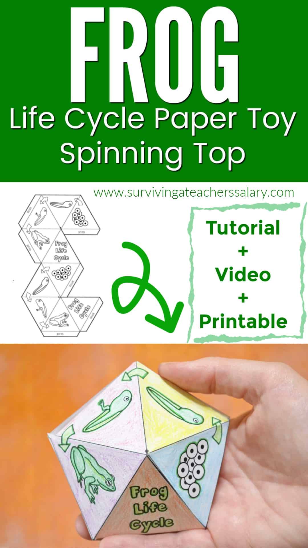 FREE Printable Frog Life Cycle Interactive Spinner Top Toy Idea