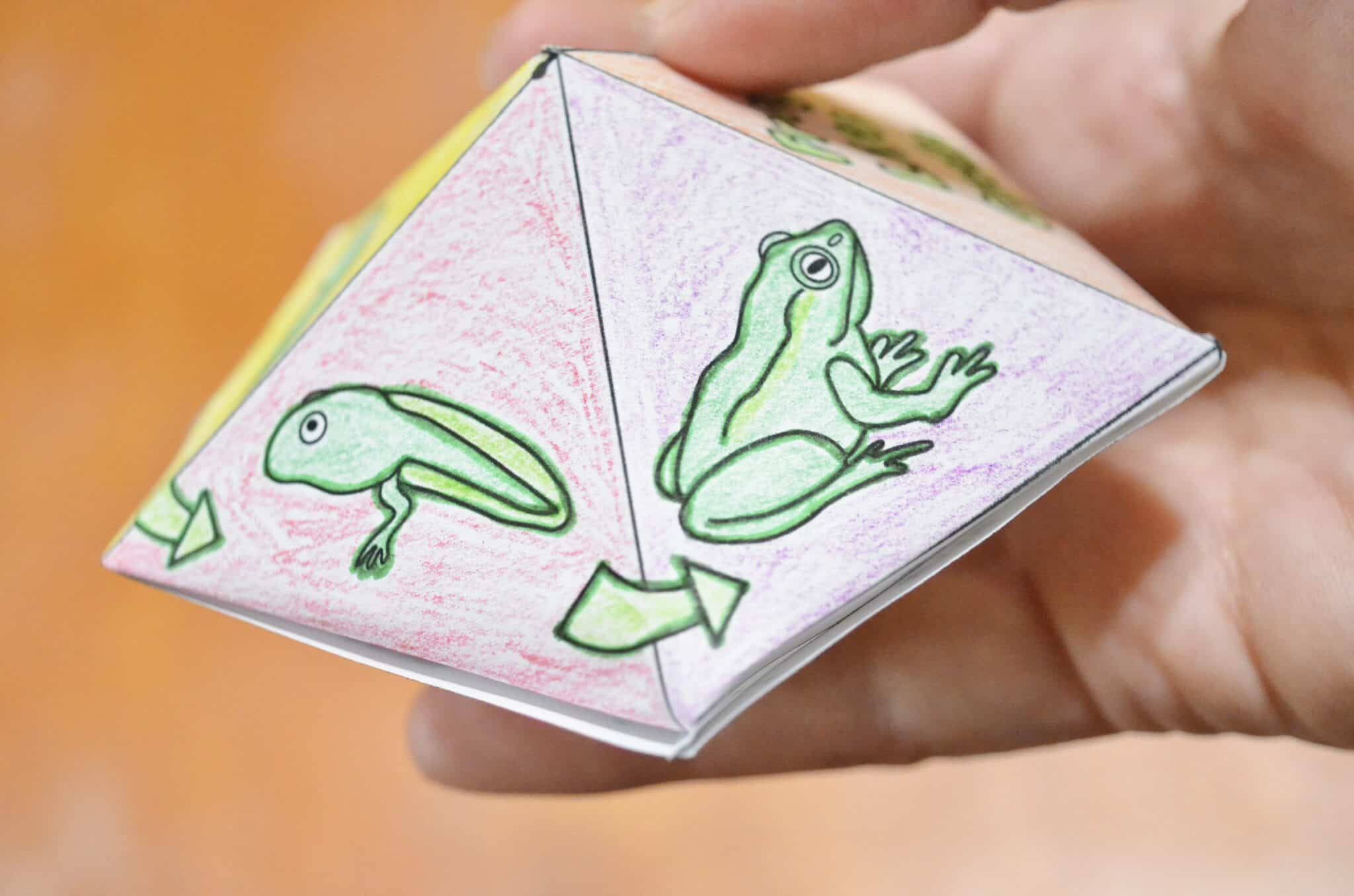 FREE Printable Frog Life Cycle Interactive Spinner Top Toy Idea