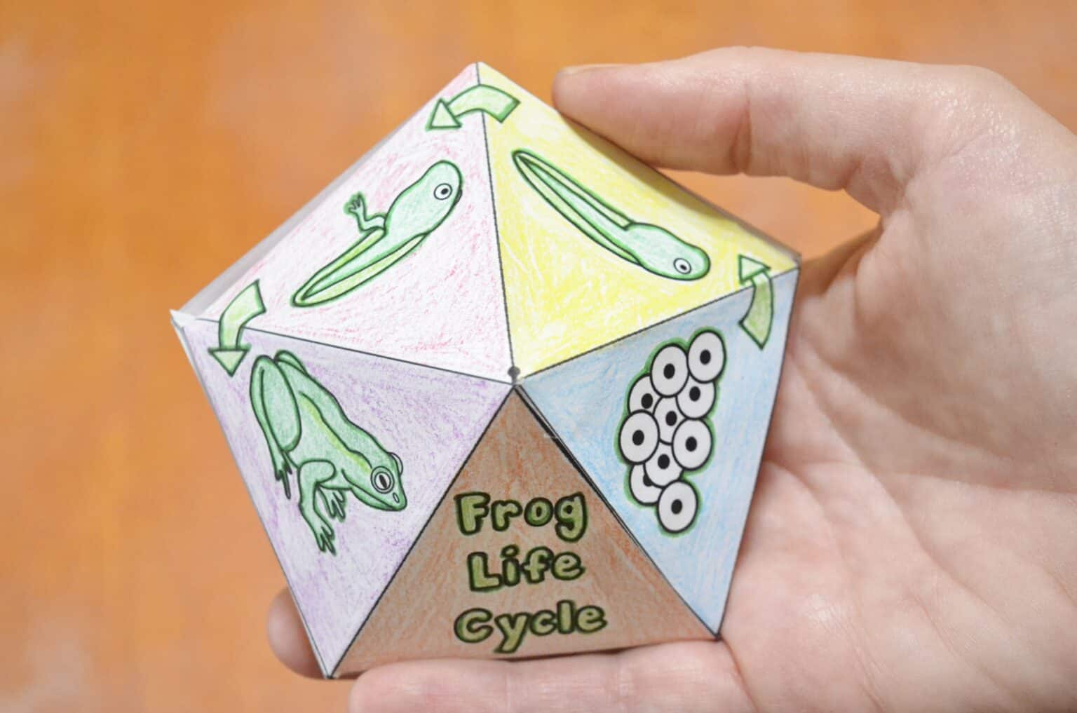 FREE Printable Frog Life Cycle Interactive Spinner Top Toy Idea