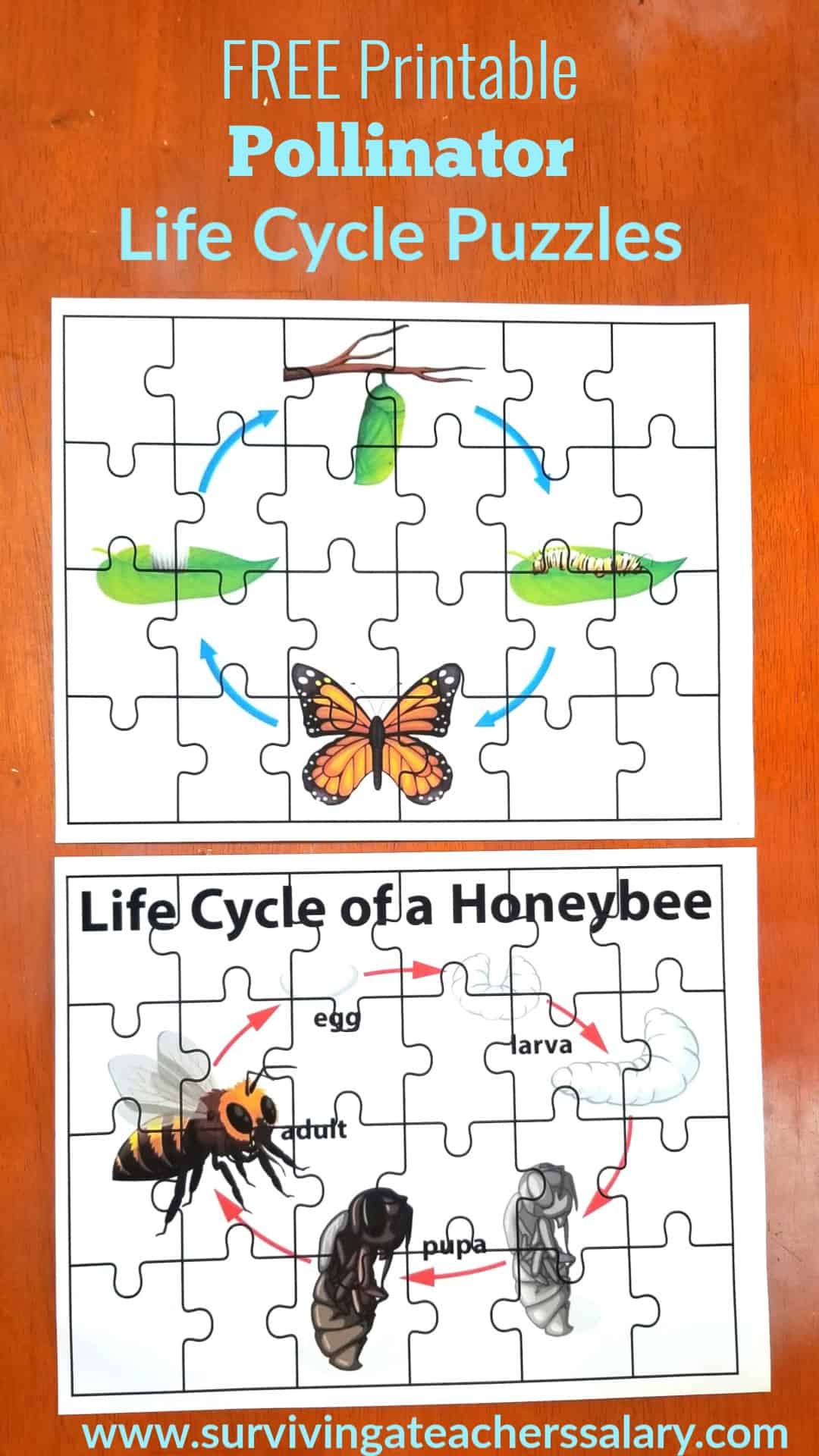 Free Bee & Butterfly Life Cycle Printables & Puzzles