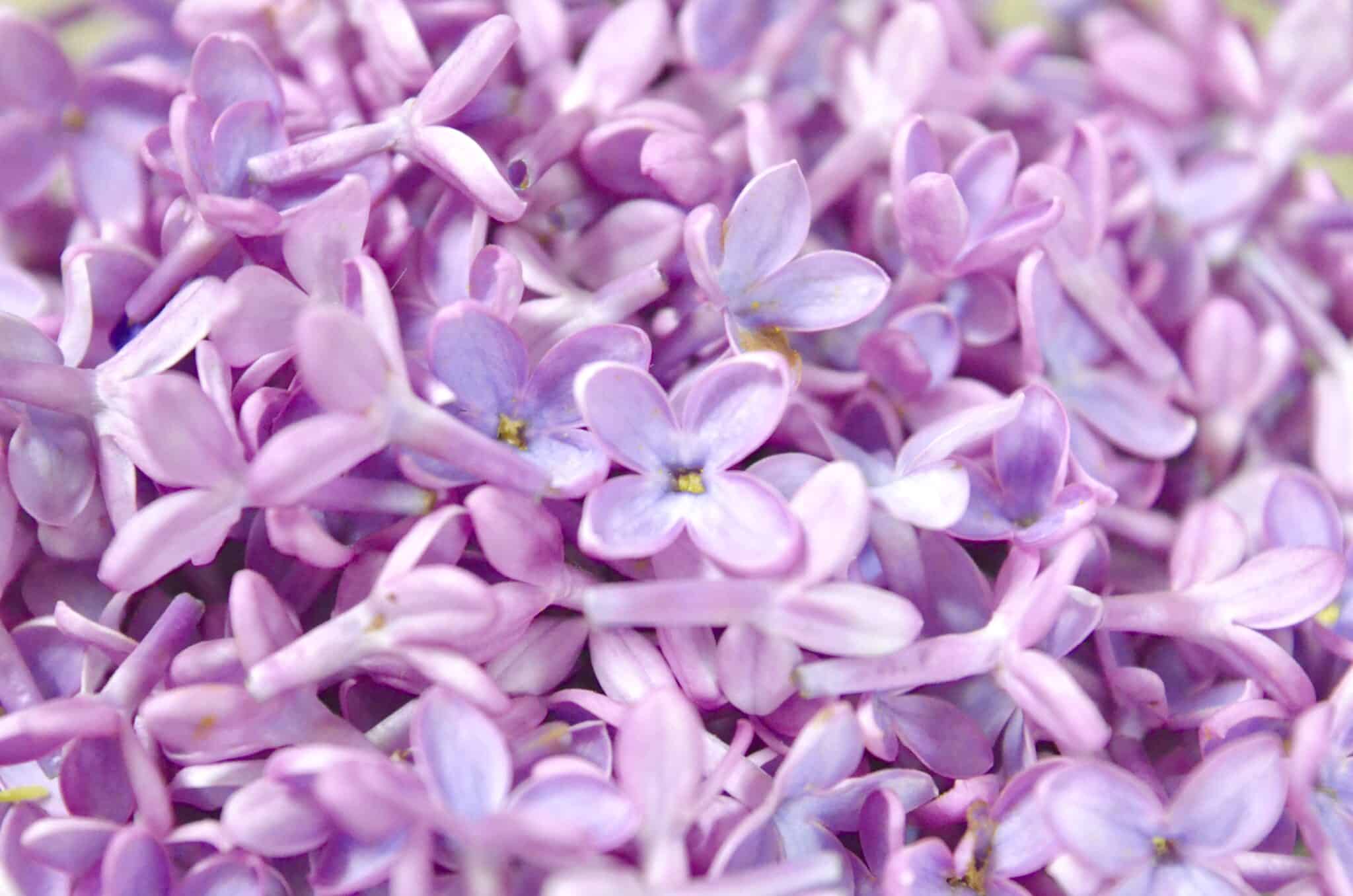 How to Make Lilac Syrup - Foraging Edible Flowers