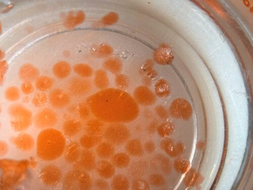 How to Make Boba STEM Science Experiment